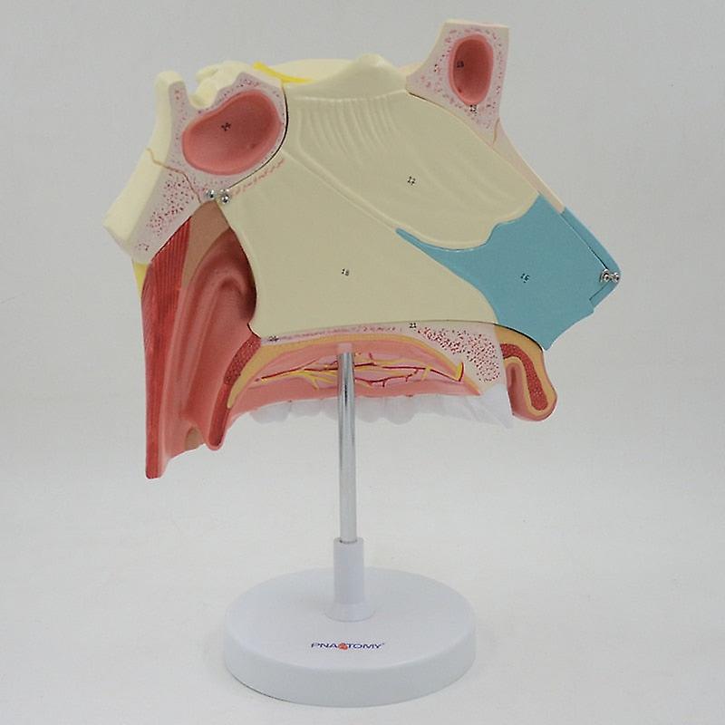 3 Times enlarged nasal cavity model human nose anatomical model ...