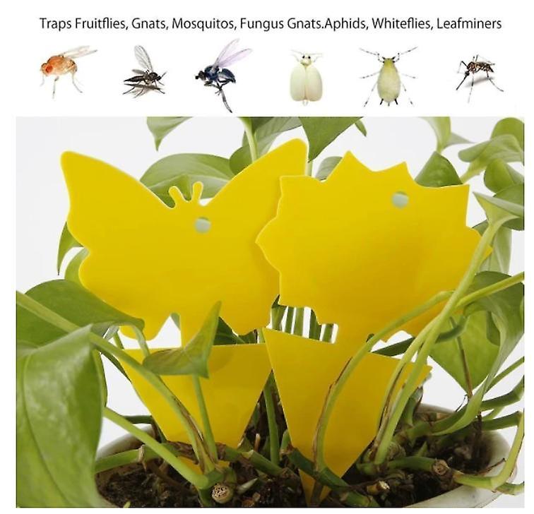 20pcs sticky traps, Sticky fruit fly and planting mosquito bug | Fruugo UK