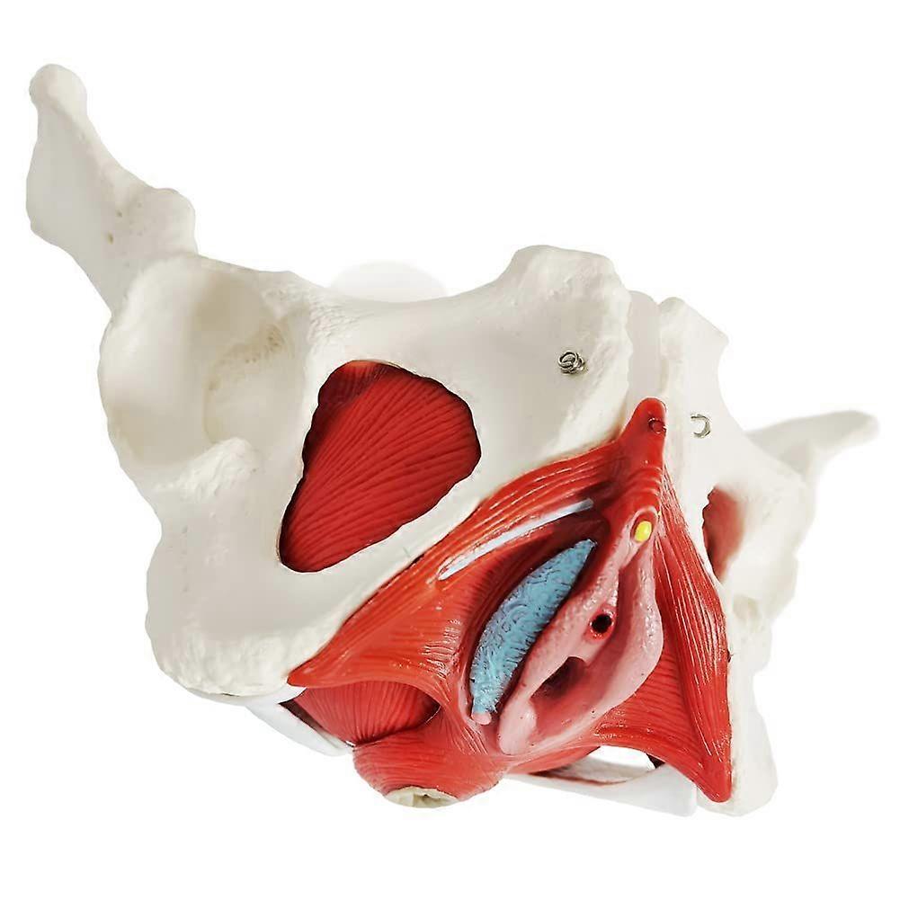 Female pelvis model with pelvic floor muscle perineum model female ...