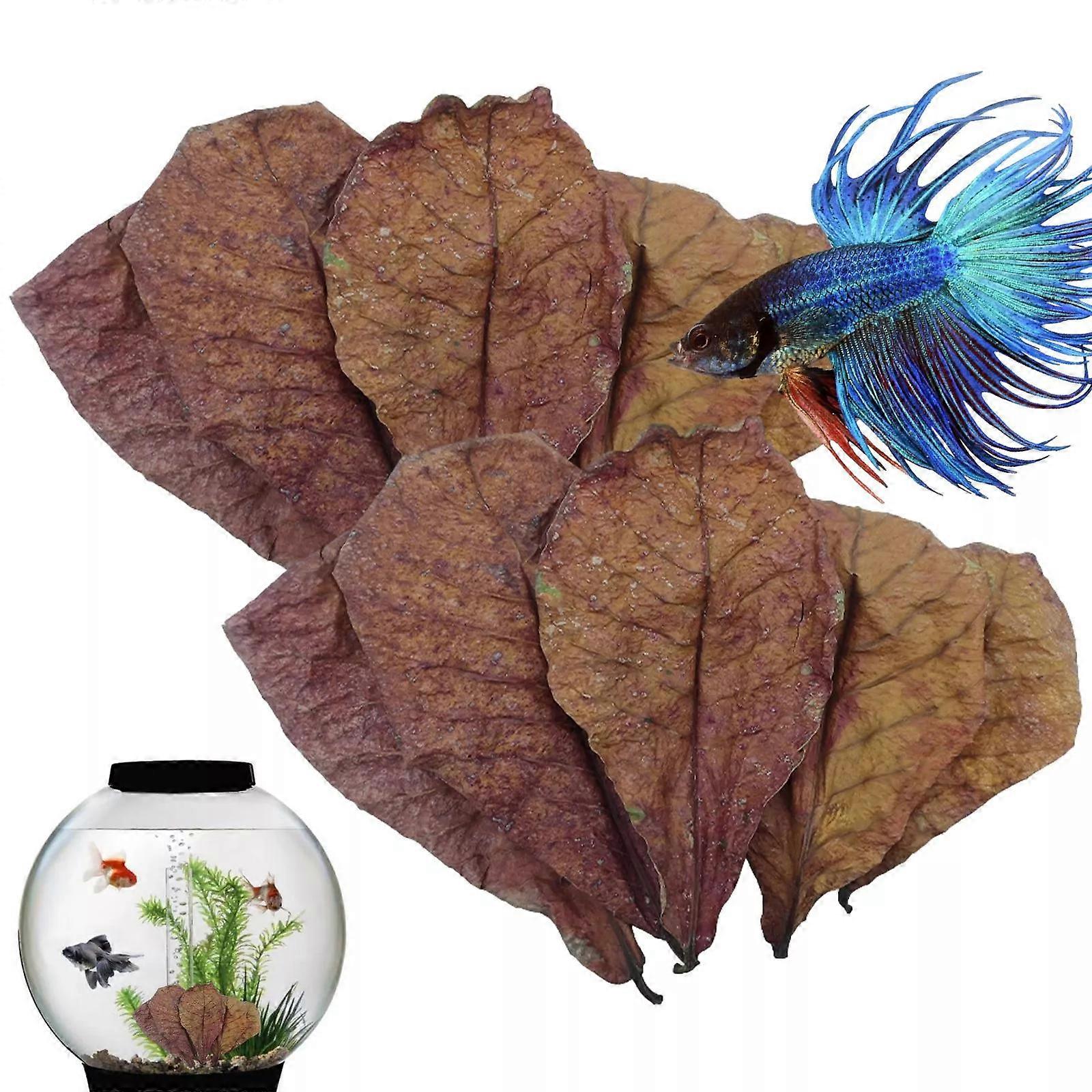 120g LARGE Indian Almond Catappa Ketapang Leaf Leaves Aquarium Betta ...