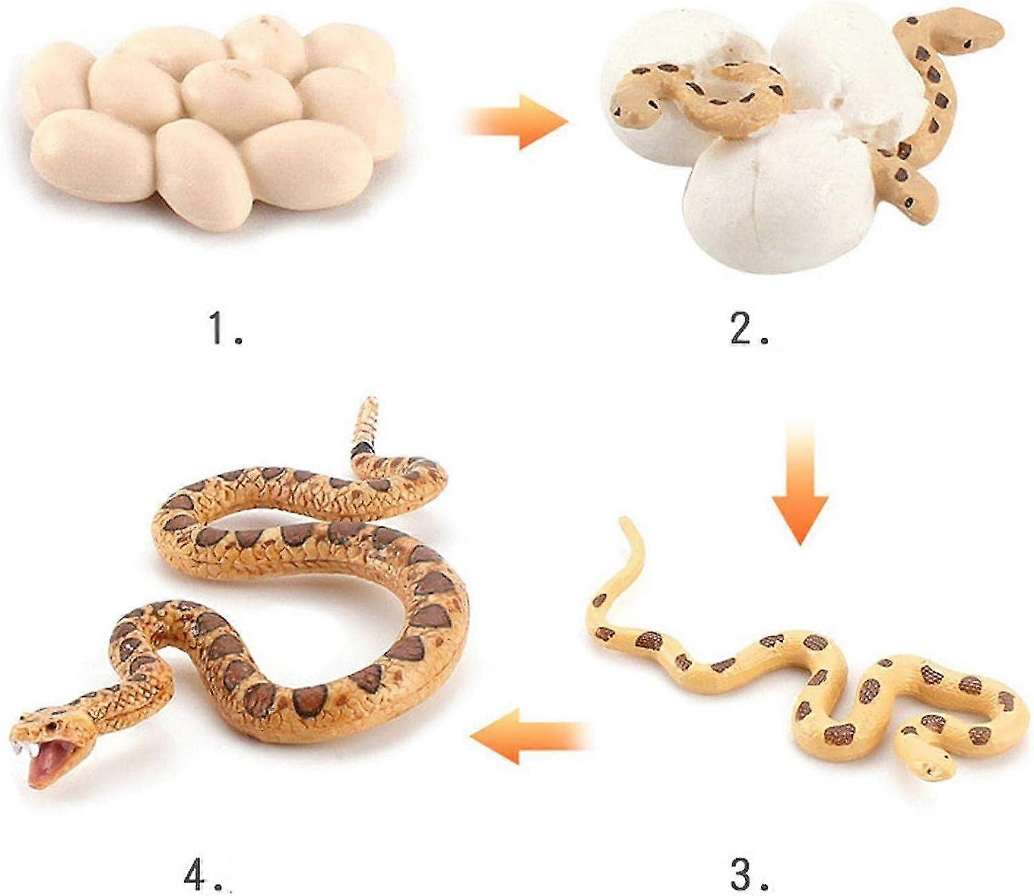 Boa Snake Growth Cycle,realistic Snake Model Toy | Life Cycle Figurines ...
