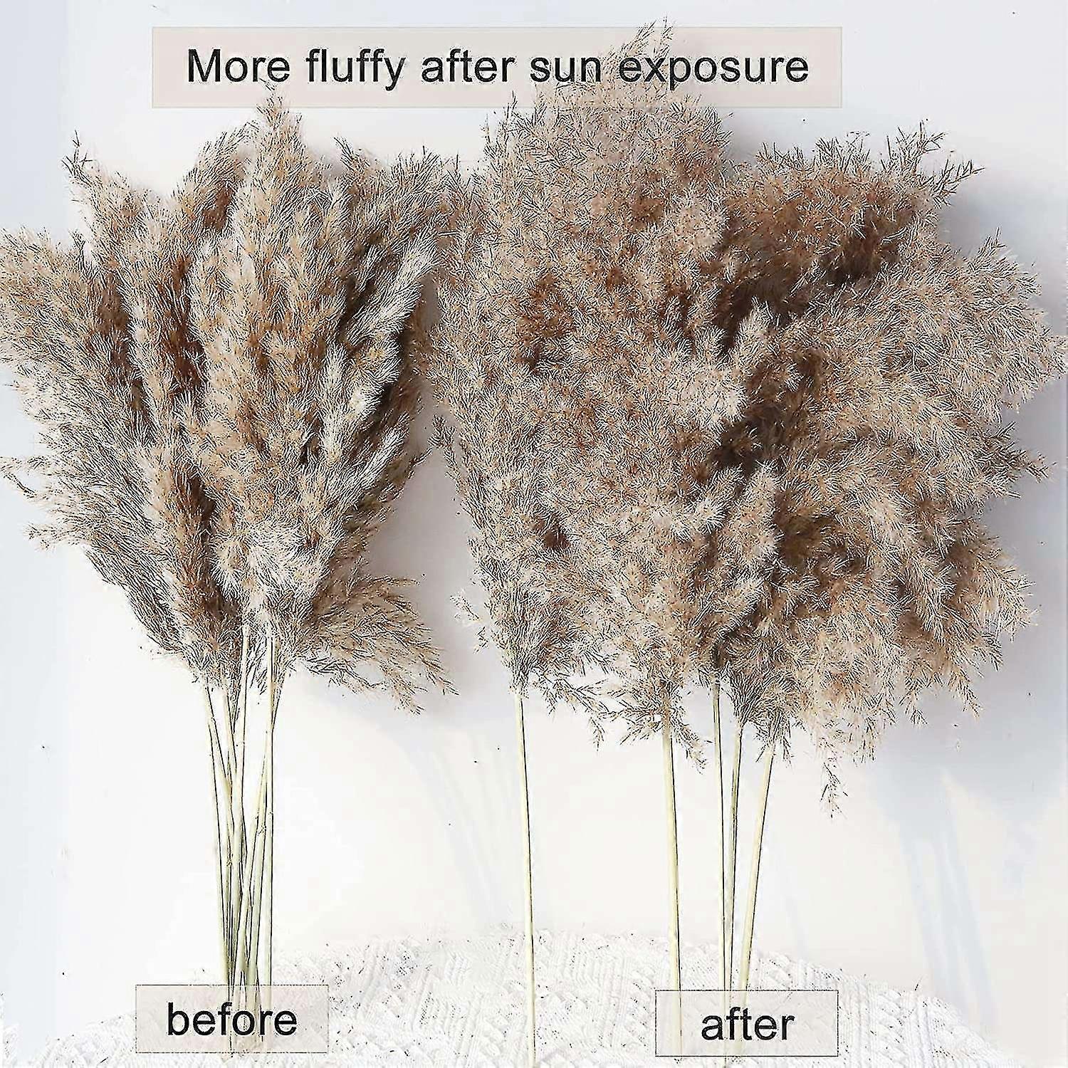 30 S Dried Pampas Grass, Pampas Grass Fluffy Pampas ,17 Inch Bulk ...