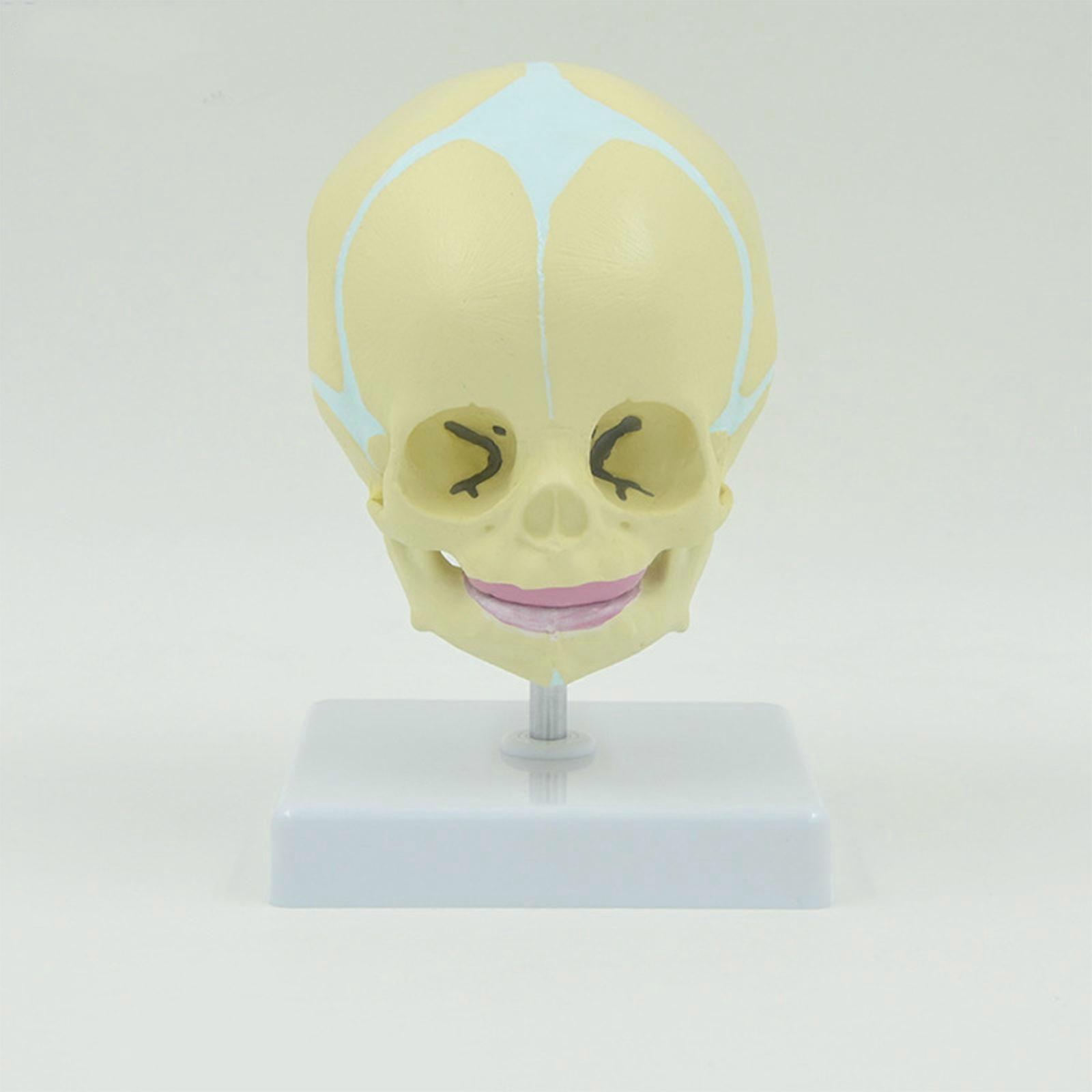 30 Weeks Baby Skull Model Movable Lower Jaw Anatomical Baby for Head ...