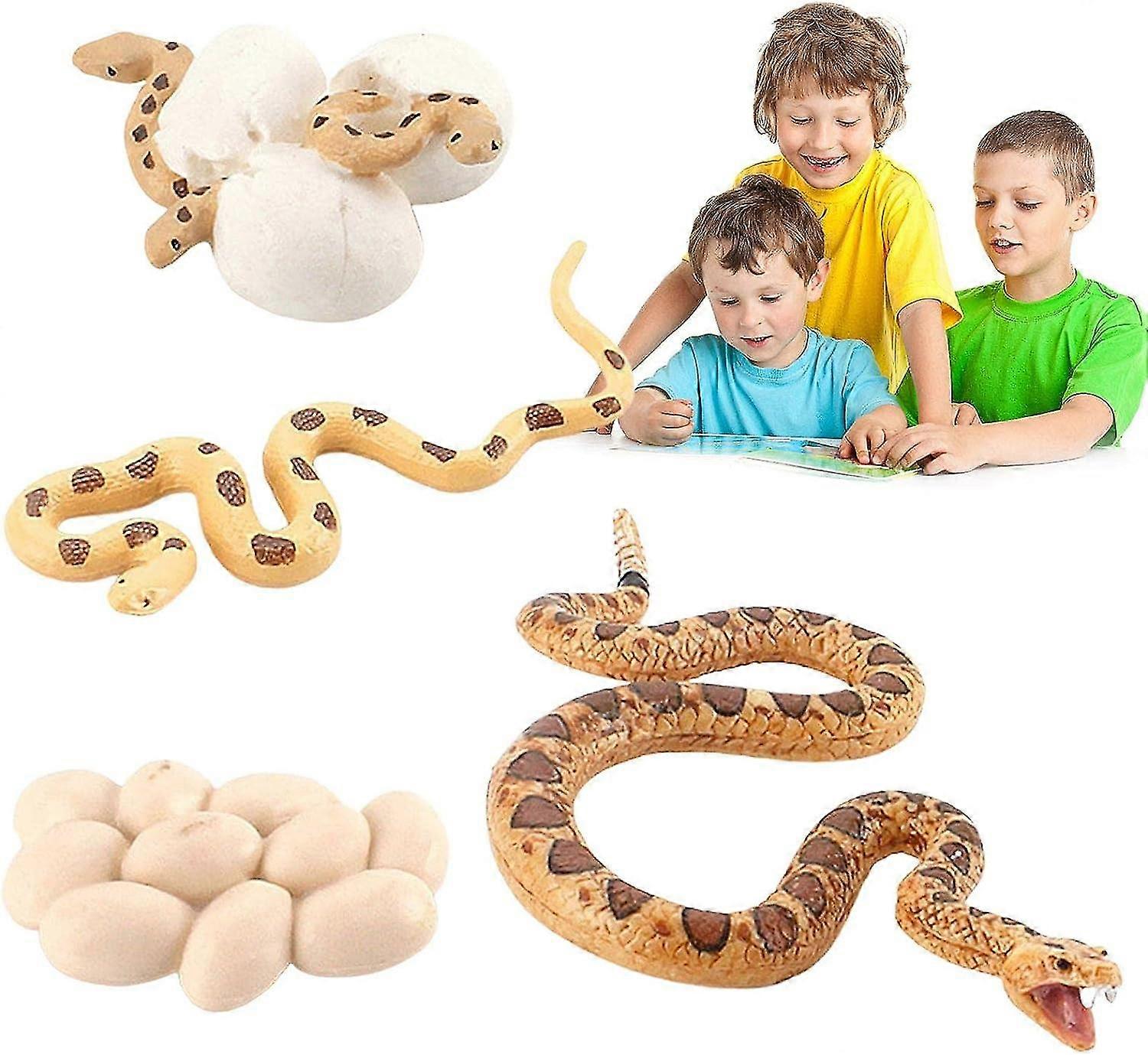 Boa Snake Growth Cycle,realistic Snake Model Toy | Life Cycle Figurines ...