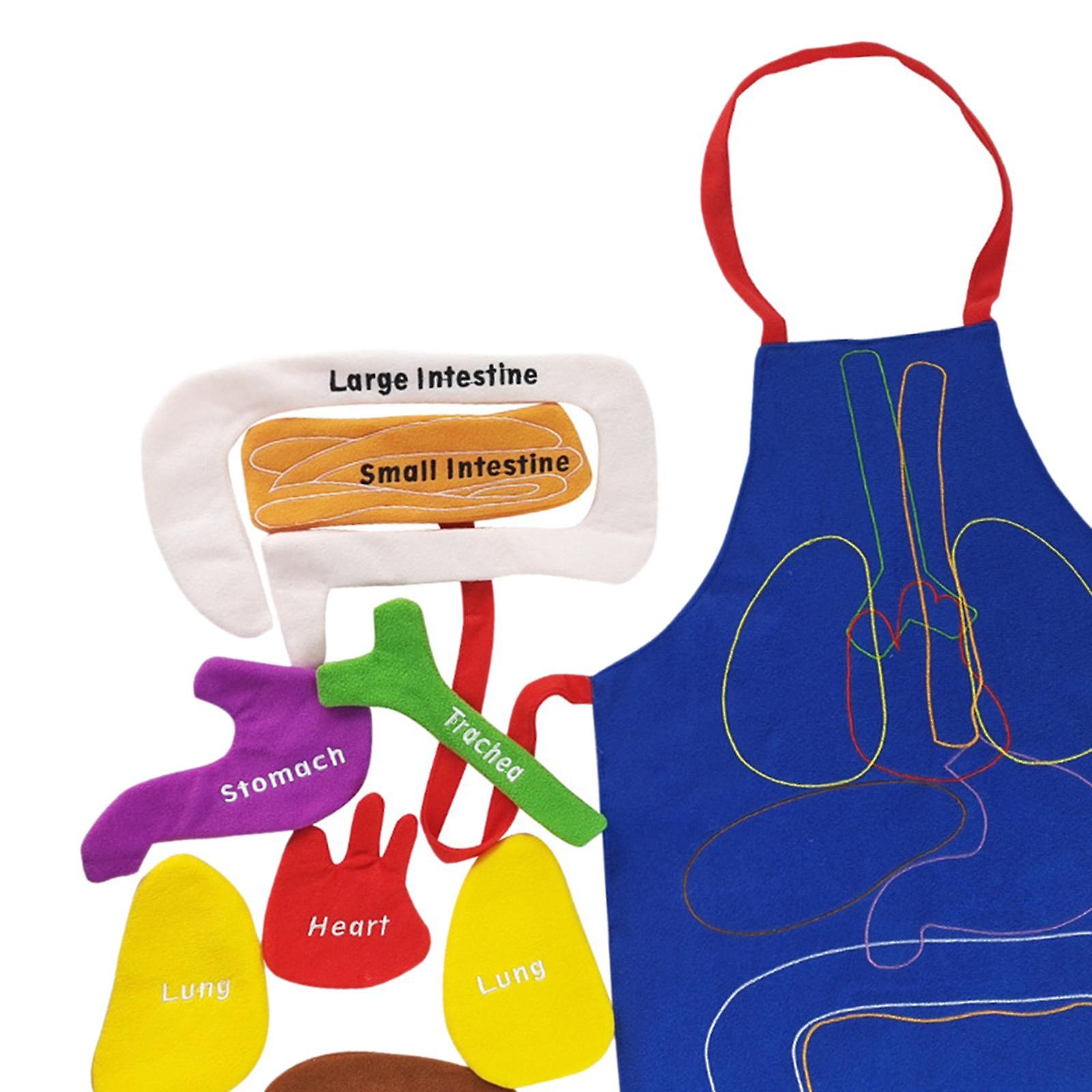 Anatomy Apron Organs Apron Early Childhood Education for School ...