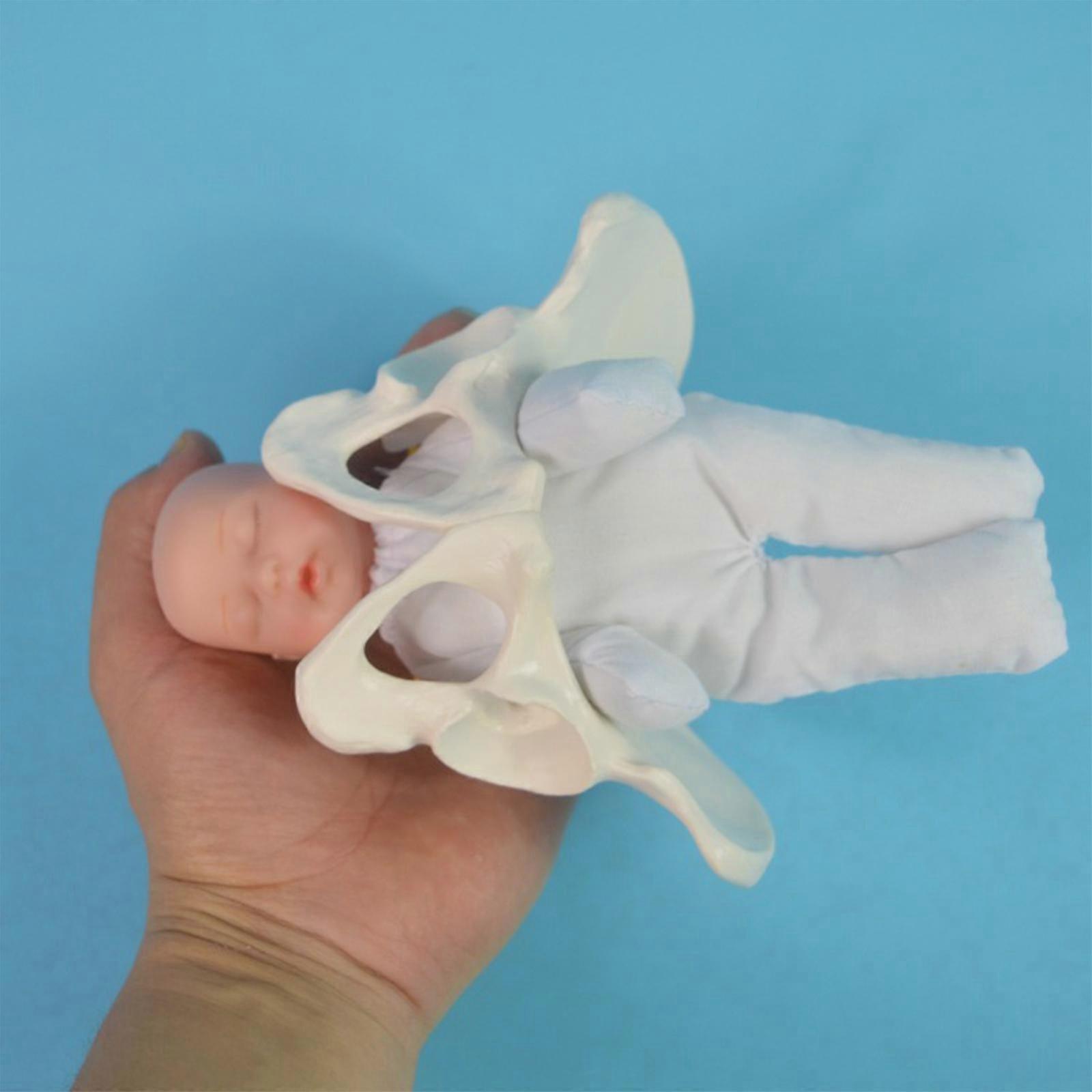 Human Female Pelvis Model Childbirth Model Anatomical Model, Mini ...