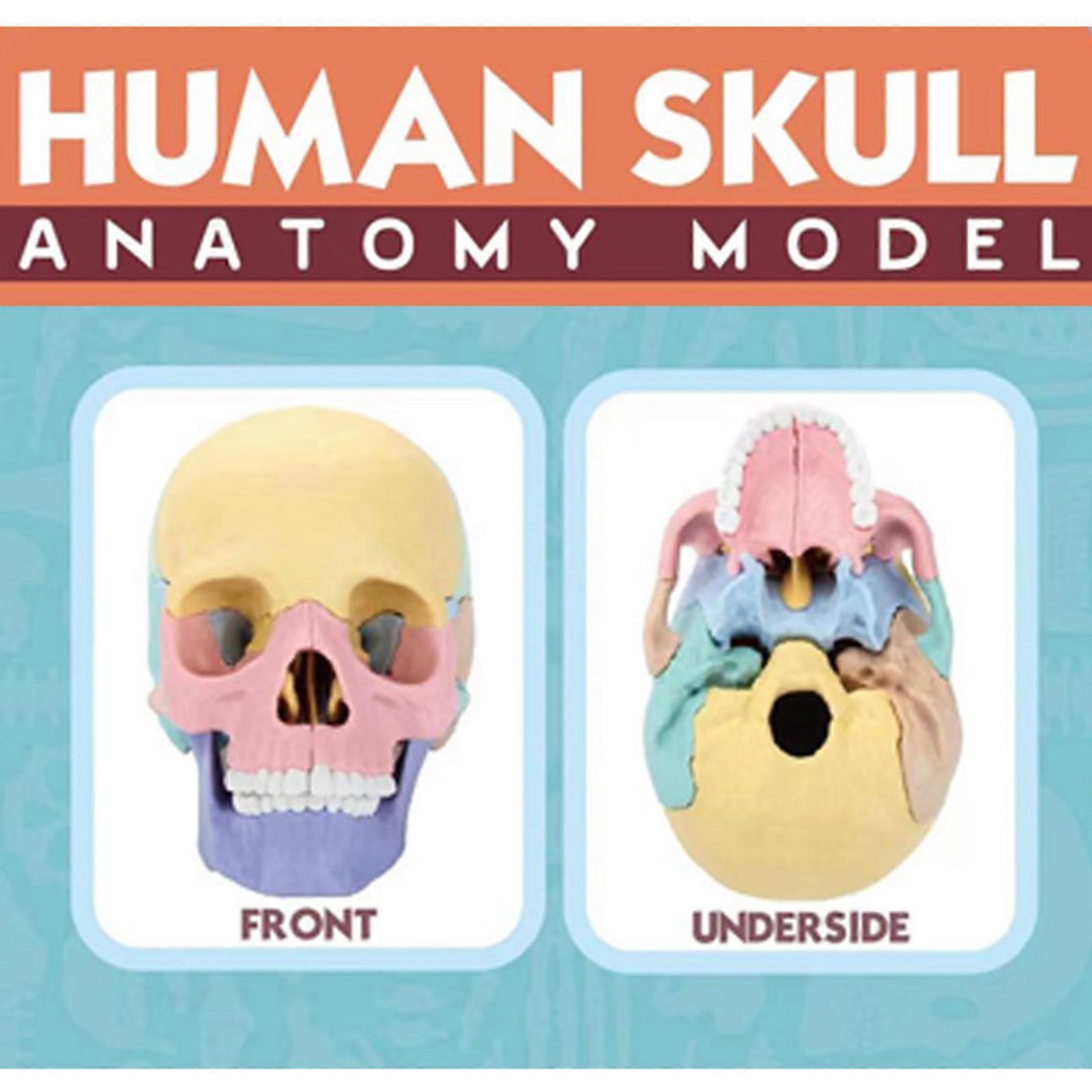 Exploded Skull Model Medical Skull Model Anatomy Skull Model For ...