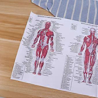 Human Muscular System Canvas Poster Anatomical Hanging Picture Room ...