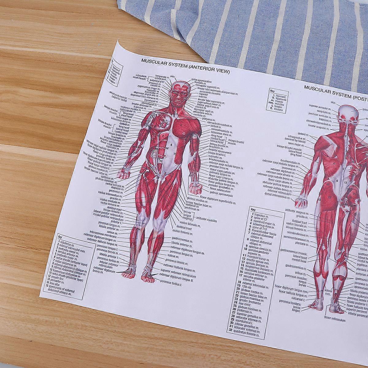 Human Muscular System Canvas Poster Anatomical Hanging Picture Room ...