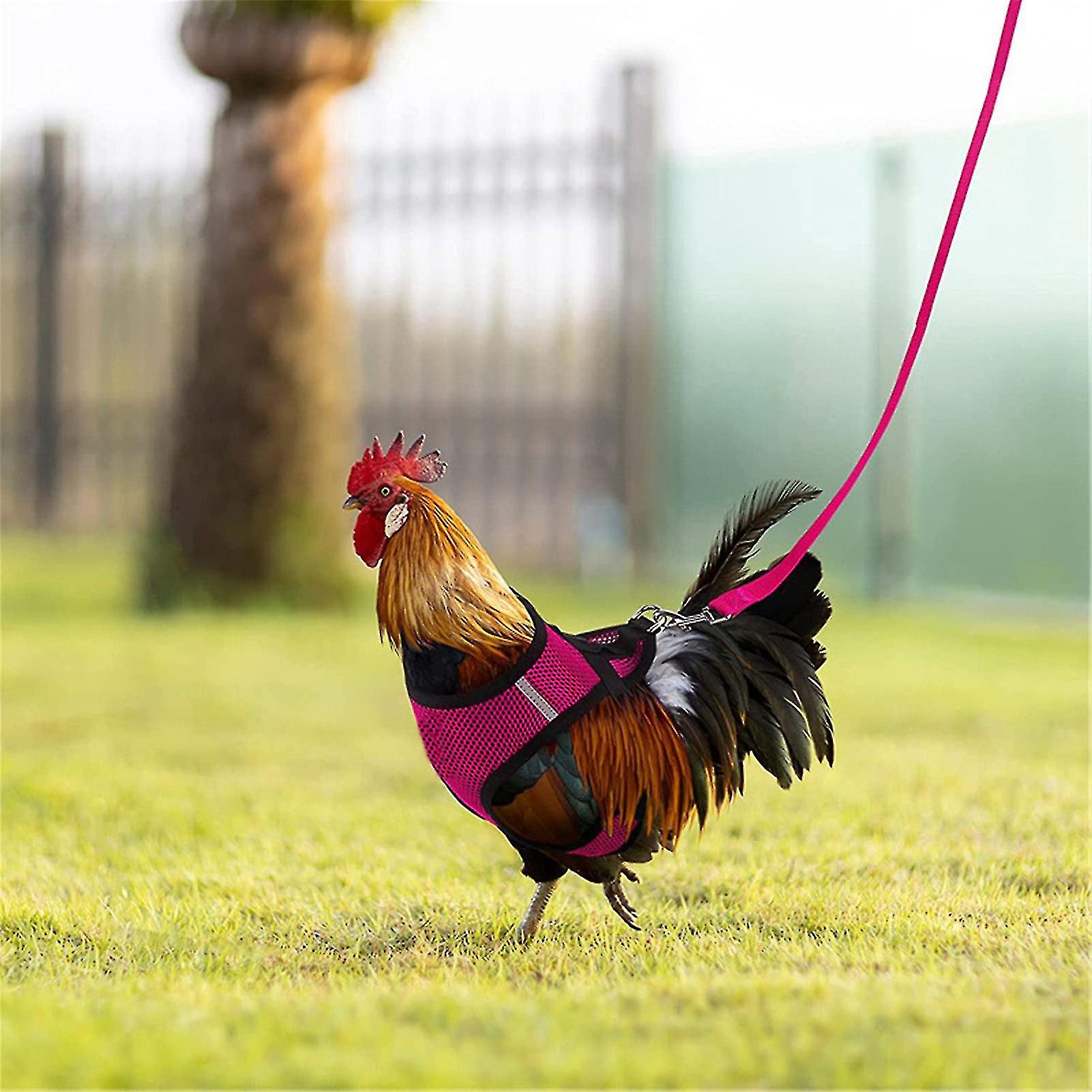 1 Set Chicken Harness With Leash Breathable Adjustable Chicken Duck ...