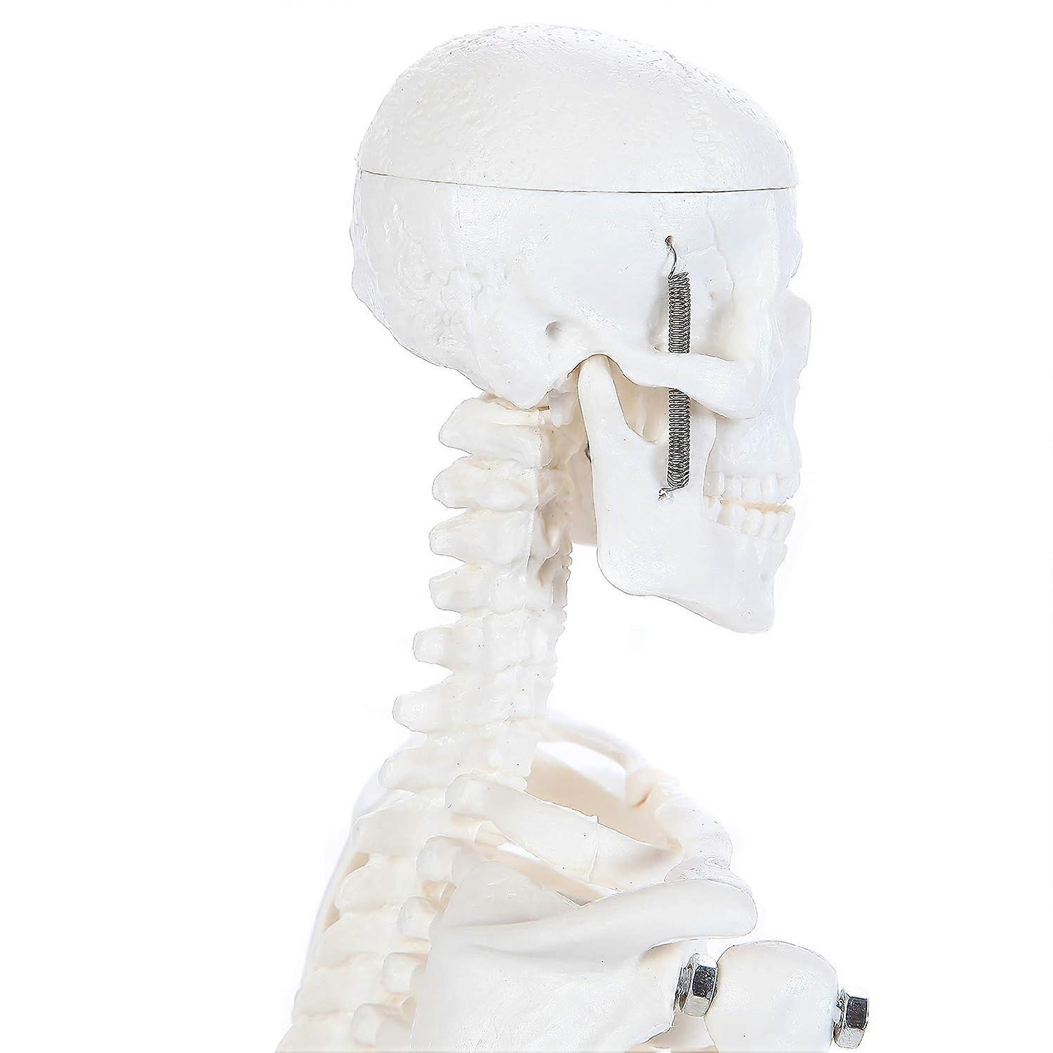 Anatomy Lab Human Skeleton Model, 19" Desktop Skeleton Has Movable Arms ...