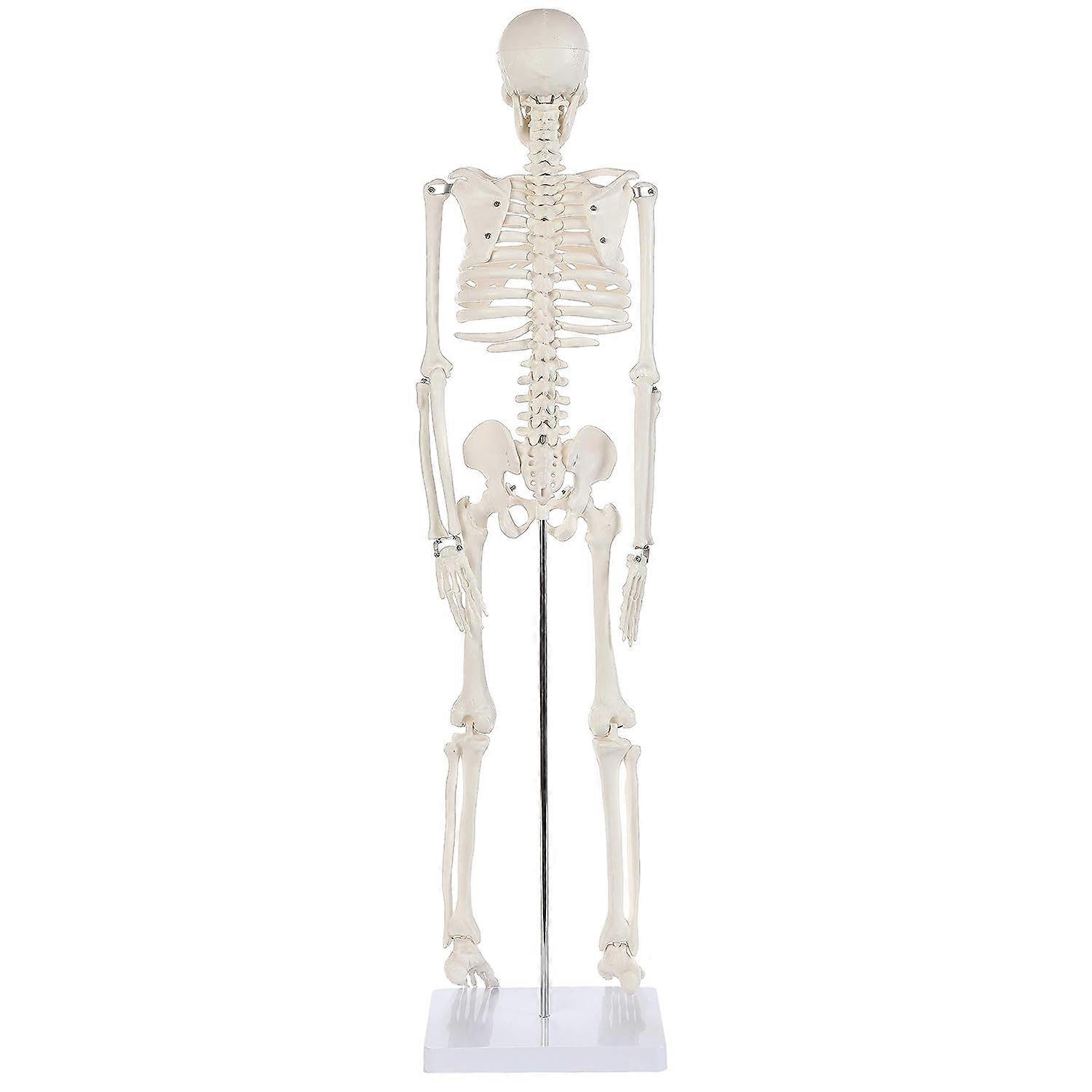 Human Skeleton Model, 34" Skeleton with Base, Movable Arms and Legs ...