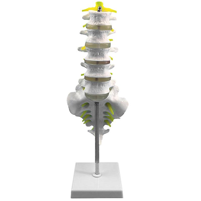 Life Size Lumbar Spine Model Lumbar Vertebral Spine Anatomy Model for ...