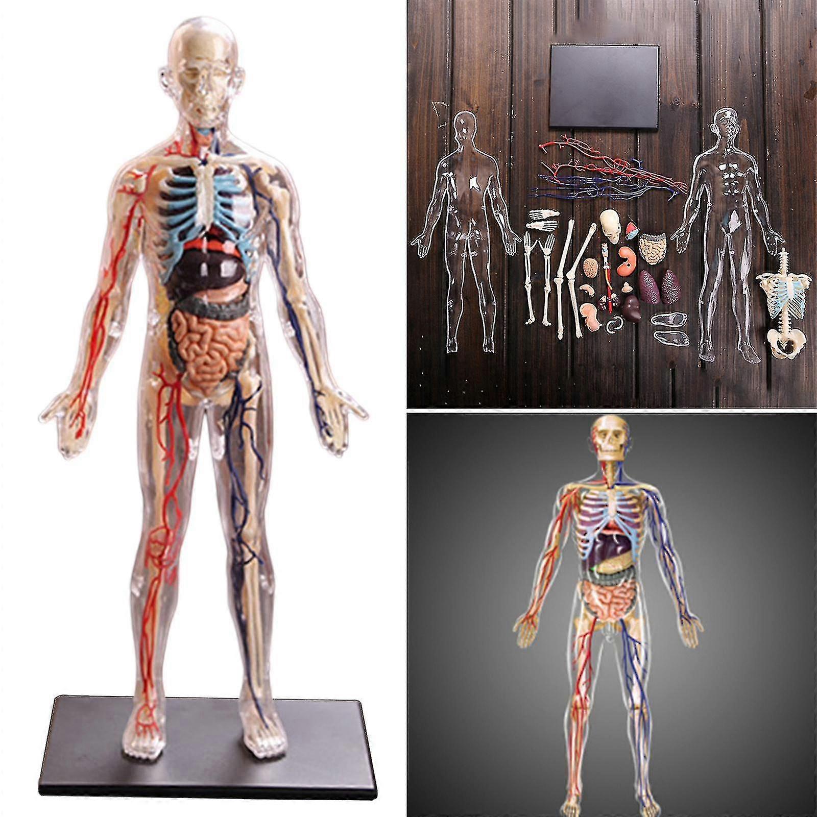 Interactive Human Body Fully Anatomy Figure Human Body Model For Kids ...