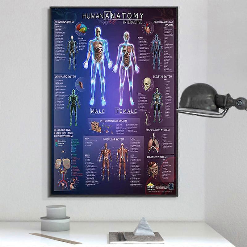Muscular System Posters Silk Cloth Anatomy Chart Human Body School ...