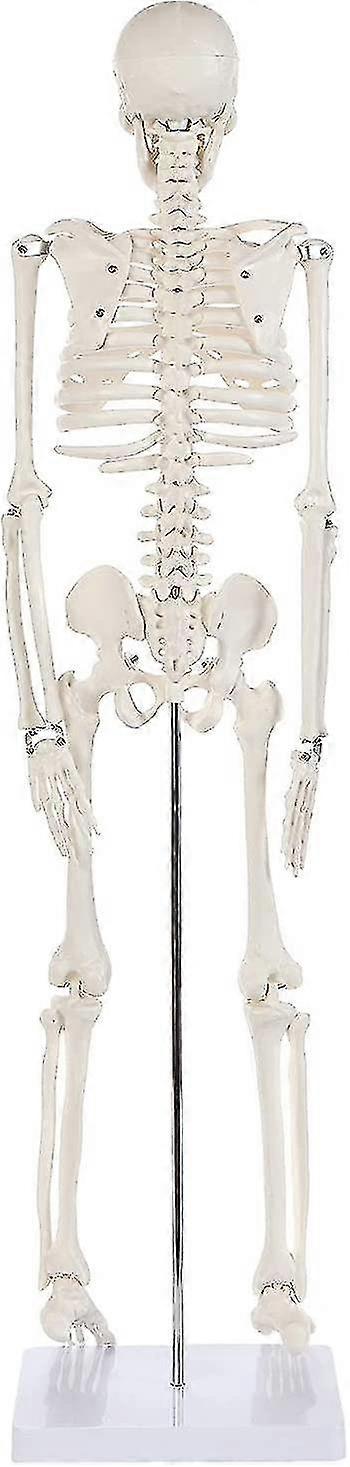 Human Skeleton Skeleton Model Adult Skeleton Spinal Disc Joint Medical ...