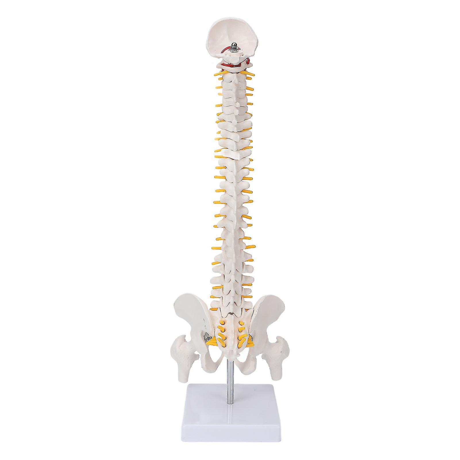 Vertebral Column Model Flexible Spine Caudal Vertebra Anatomical Model ...