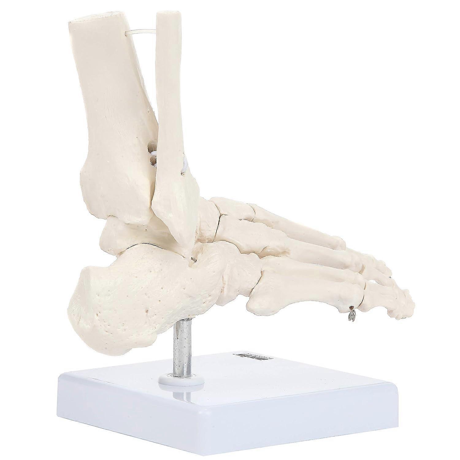 Human Skeletal Foot Model with Ankle | Anatomically Accurate Design ...