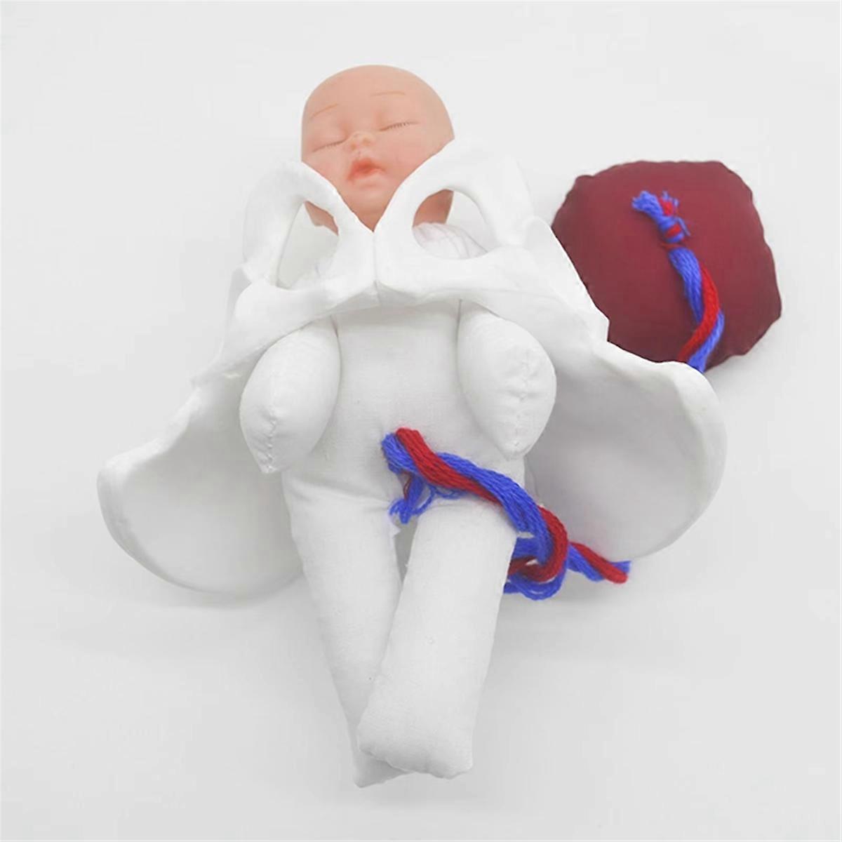 Female Pelvis Model Childbirth Model for Science Education | Fruugo UK