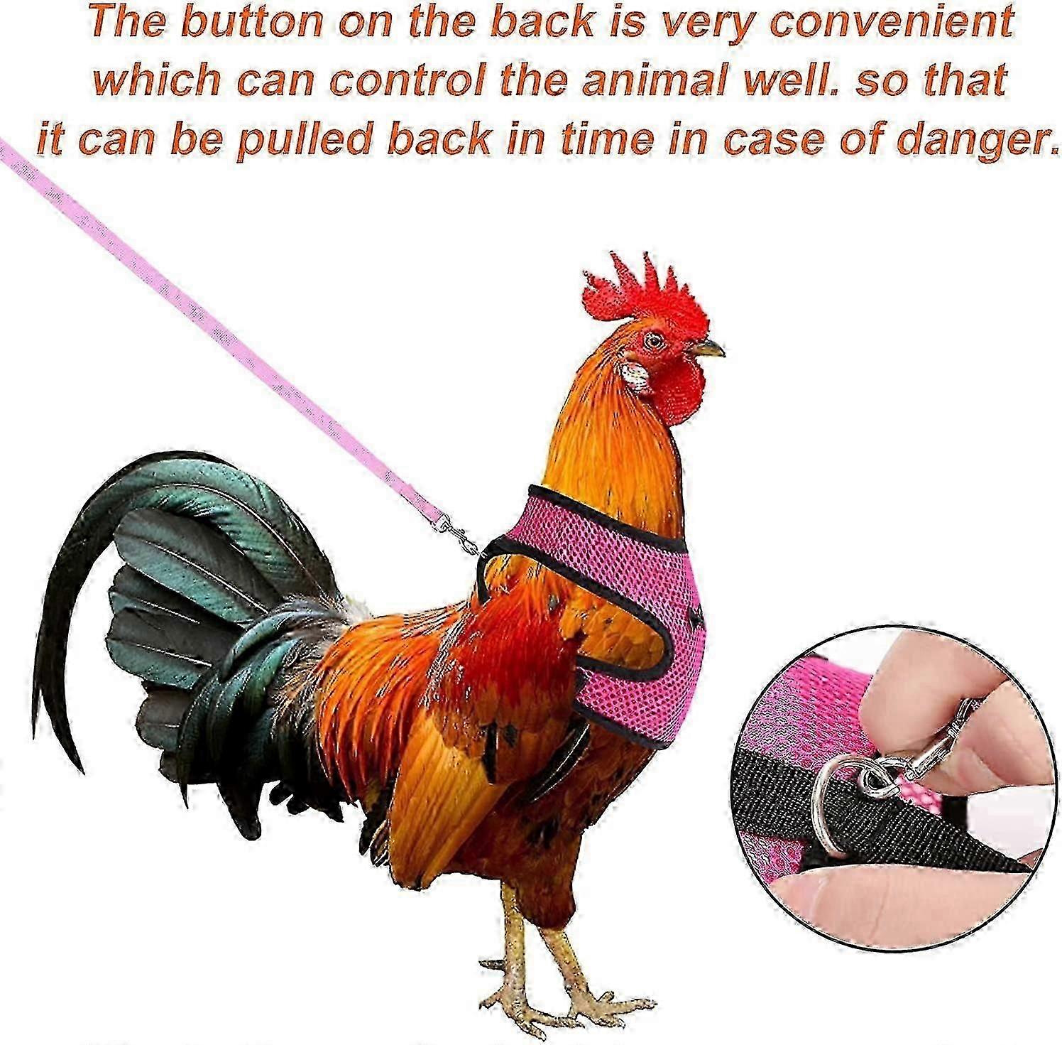 3 Pack, Medium Chicken Harness with Adjustable Straps and Breathable ...