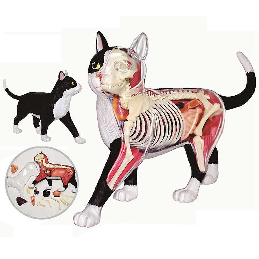 Animal Organ Anatomy Model 4D Cat Intelligence Assembling Toy Teaching ...