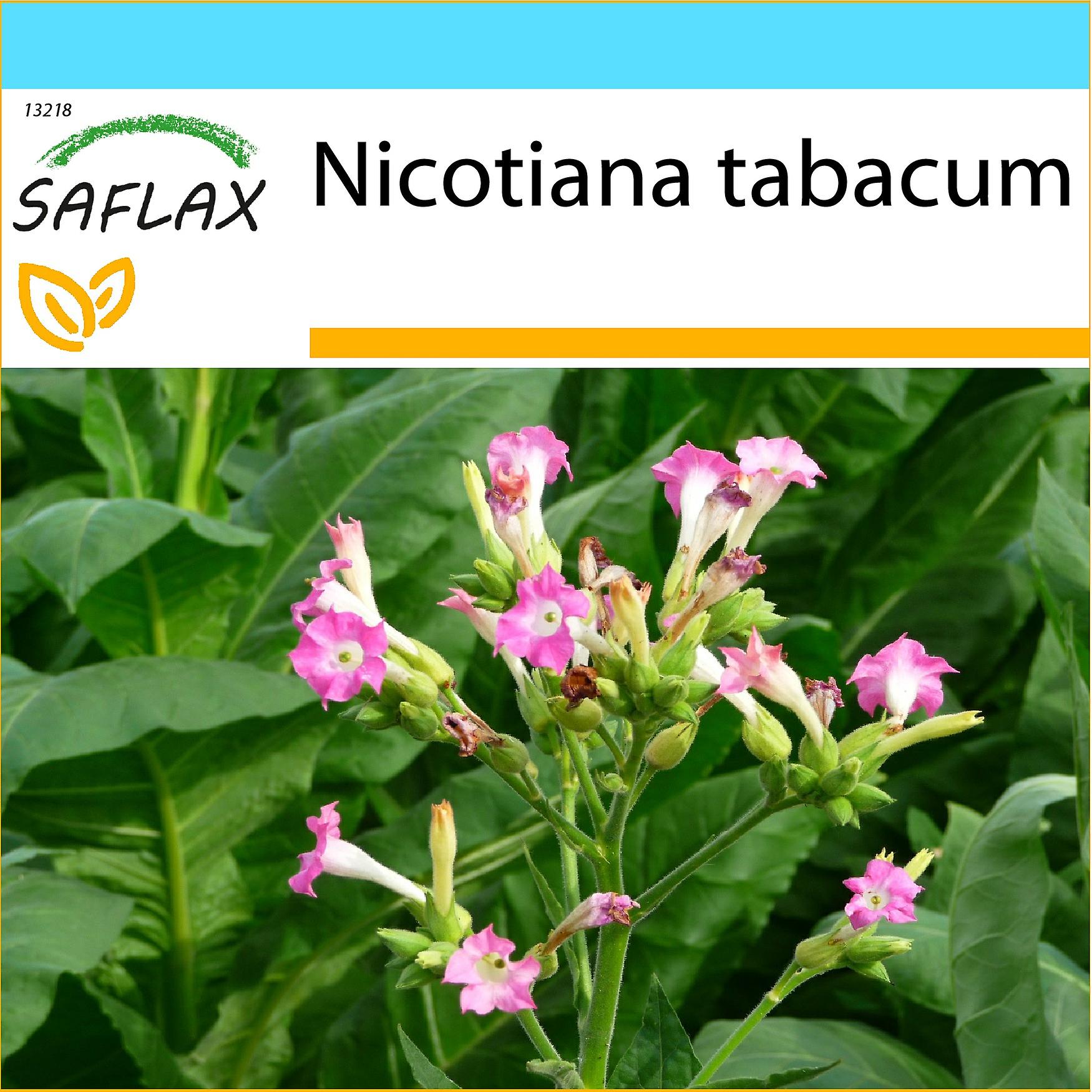 Saflax - coffret cadeau - 250 graines - commune du tabac - Tabac ...
