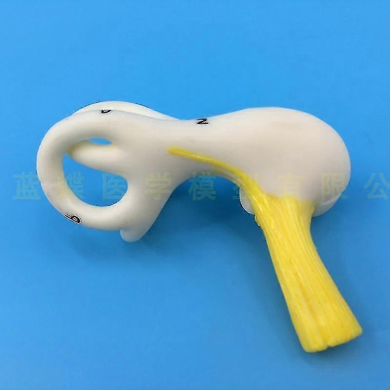 Labyrinthine Model Of Inner Ear Medical Model Of Human Ear Anatomy ...