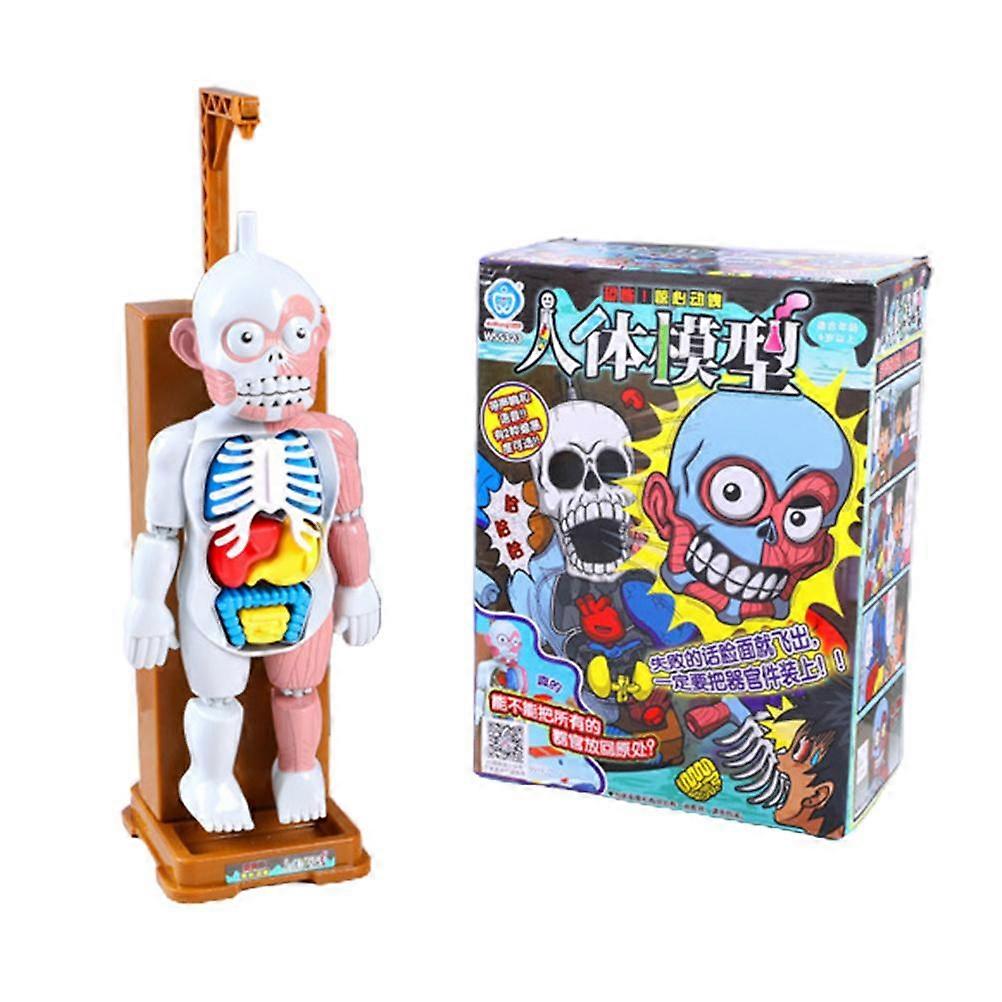 Japanese Skeleton Model Toy Mannequin Skeleton Parent Child Desktop ...