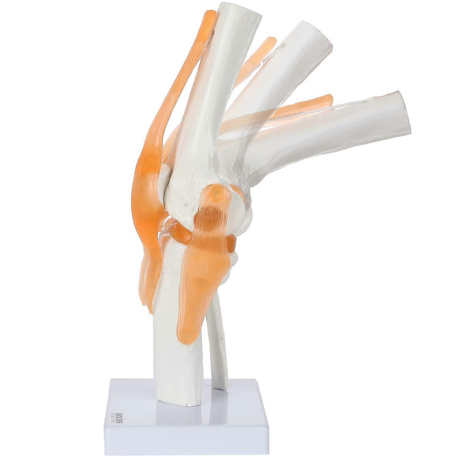 Knee Model Anatomy - Anatomically Correct Knee Joint Model with ...