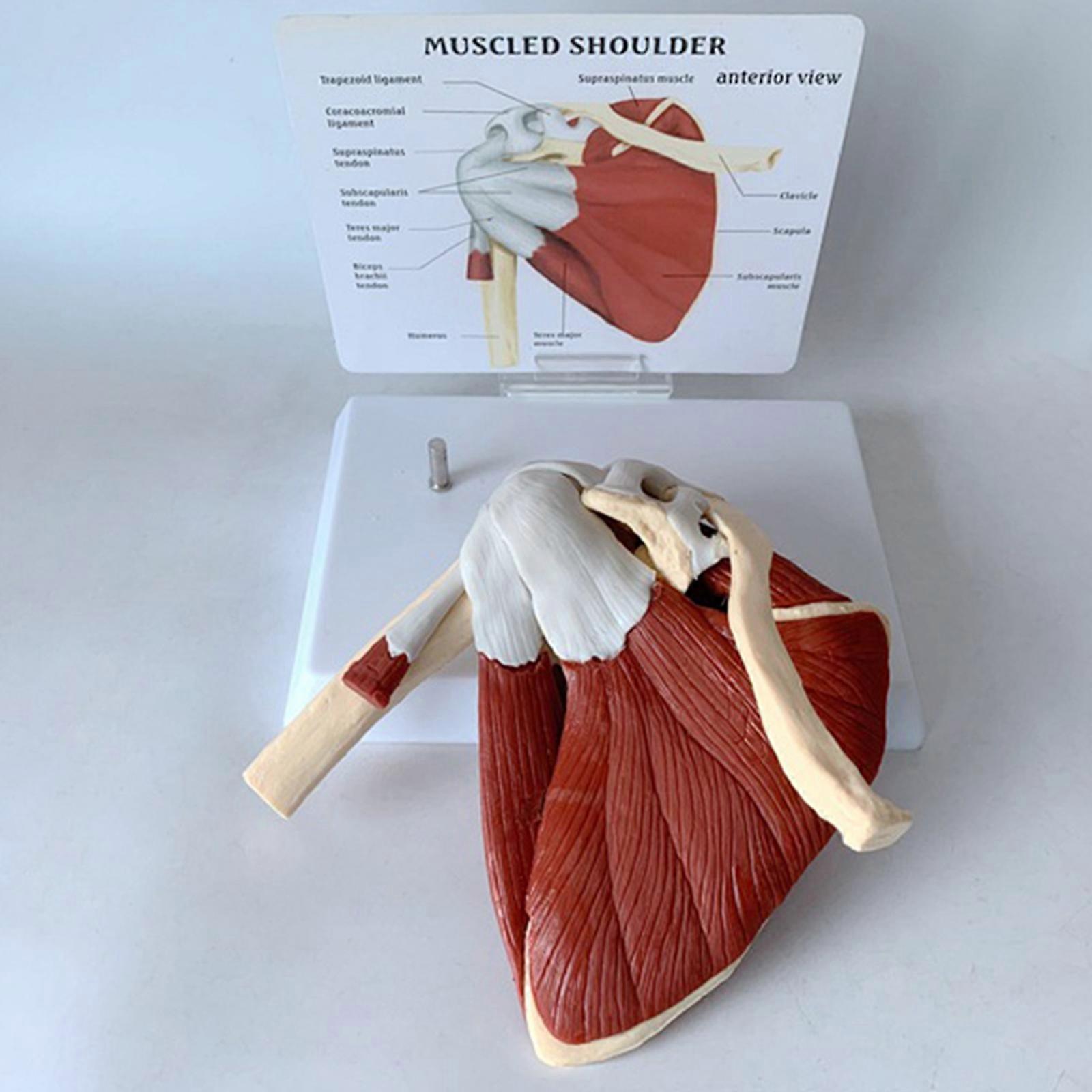 Human skeletal scapular girdle clavicular muscle model skeleton human ...