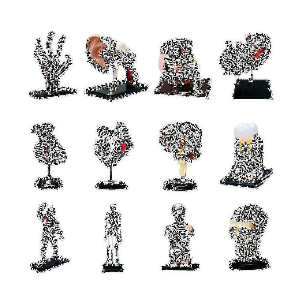 -torso Human Body Model Removable Parts Education Organs Model For ...