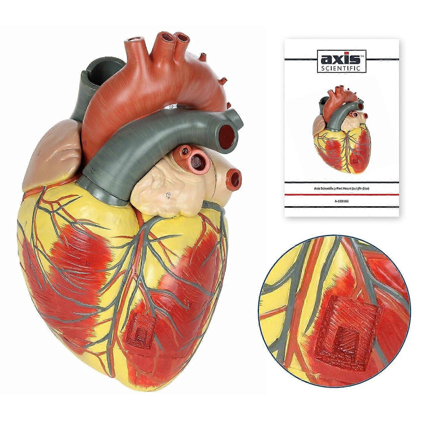 Scientific Human Heart Model Anatomy, 3x Life Size, Scientific Heart ...