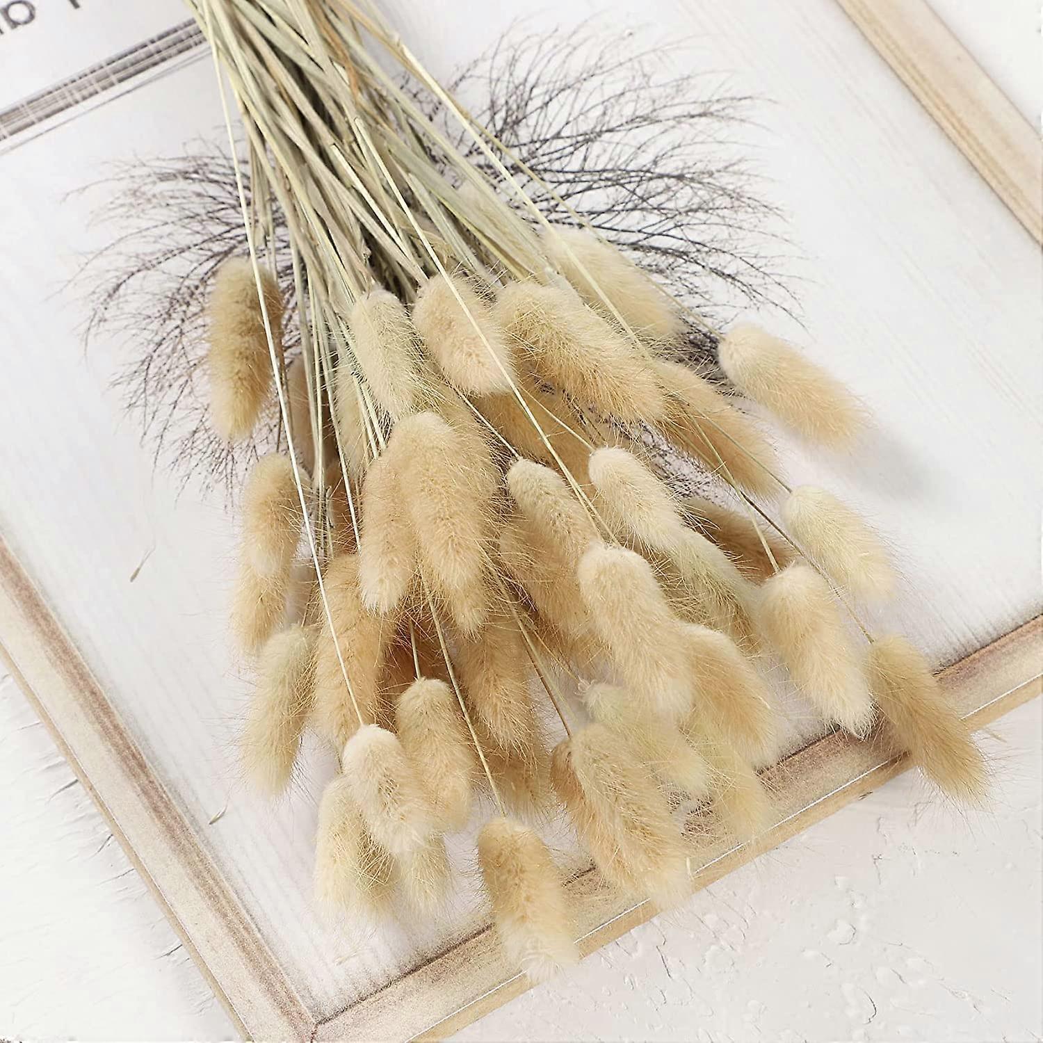 60 Pieces Natural Dried Flowers Bunny Tail Pampas Grass Fluffy Lagurus ...