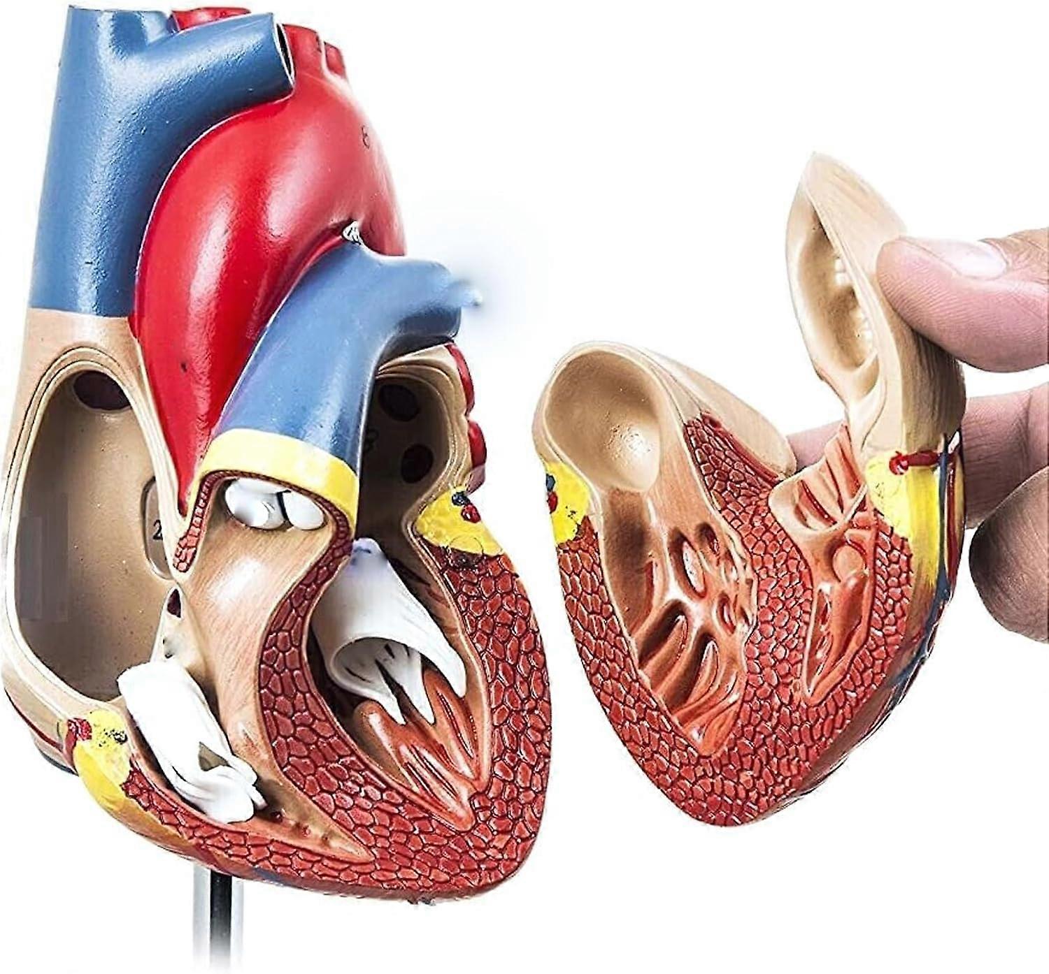 Human Heart Model: 1:1 Anatomical Heart Model, Detachable Human Heart ...
