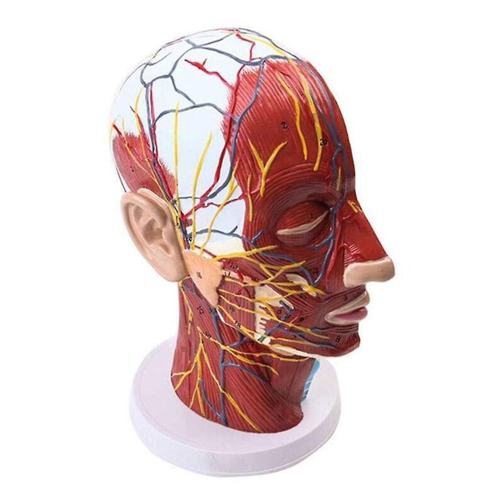 Human Muscle Modle And Nerve Blood Vessel, Head Section Brain, Human ...