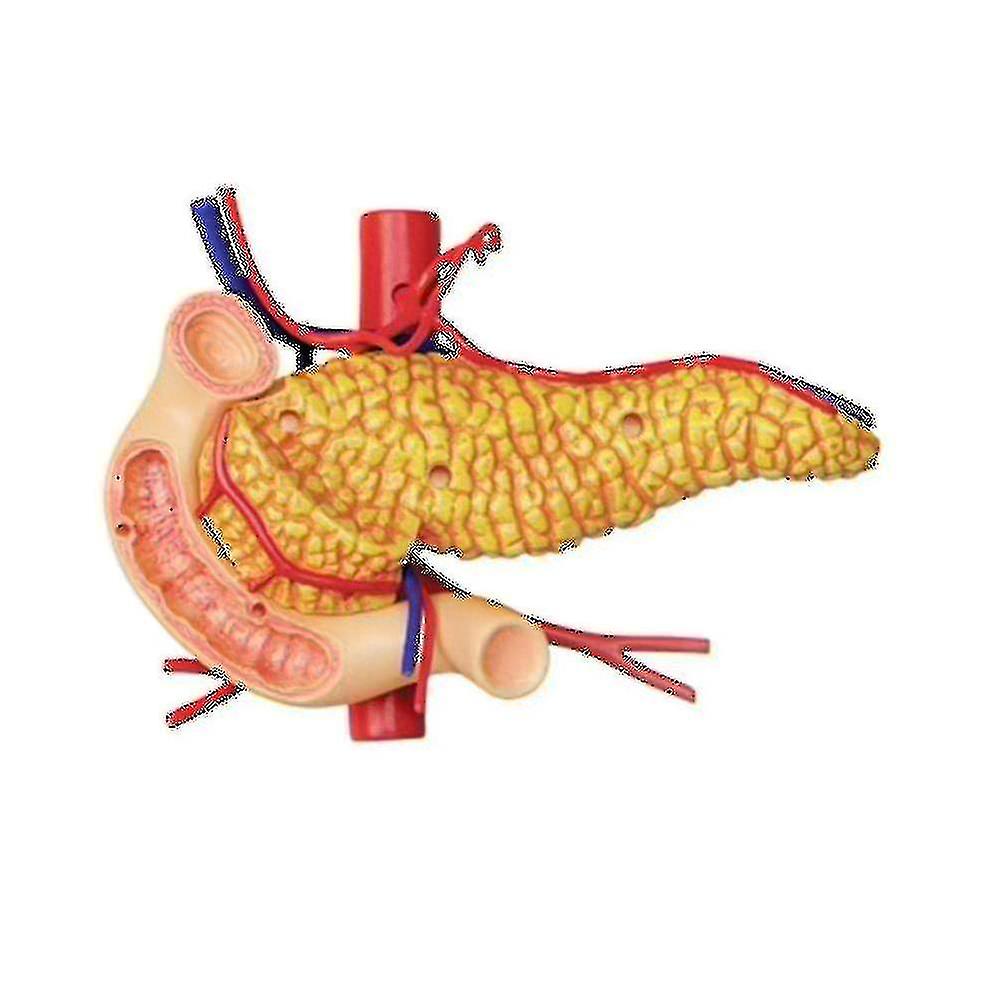 -torso Human Body Model Removable Parts Education Organs Model For ...