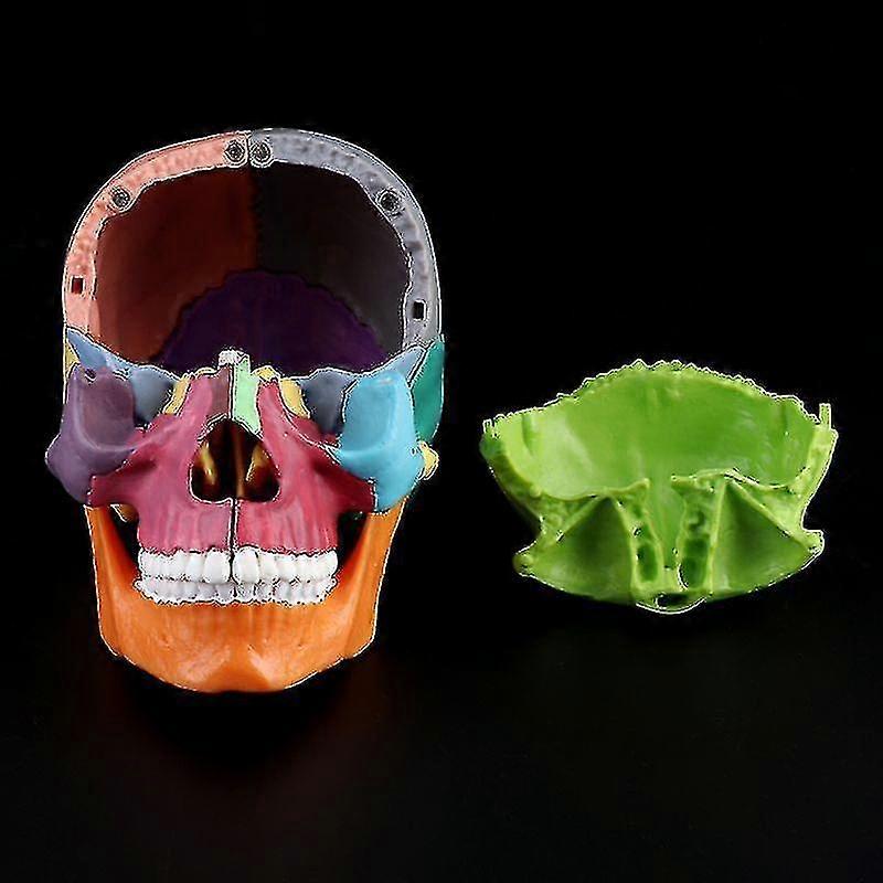 4d Disassembled Color Skull Anatomical Model Detachable Teaching Tool ...