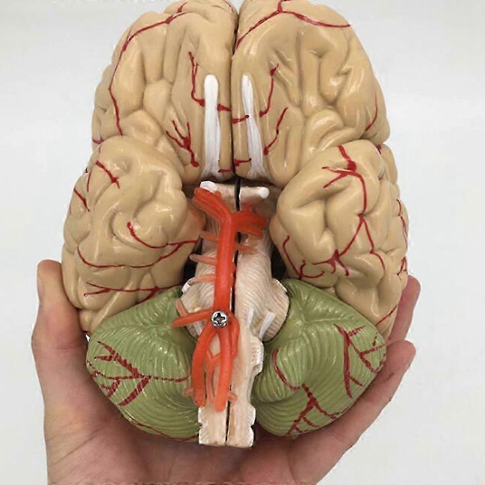 the Human Body Brain Model Disassembled Anatomical Human Brain Model ...