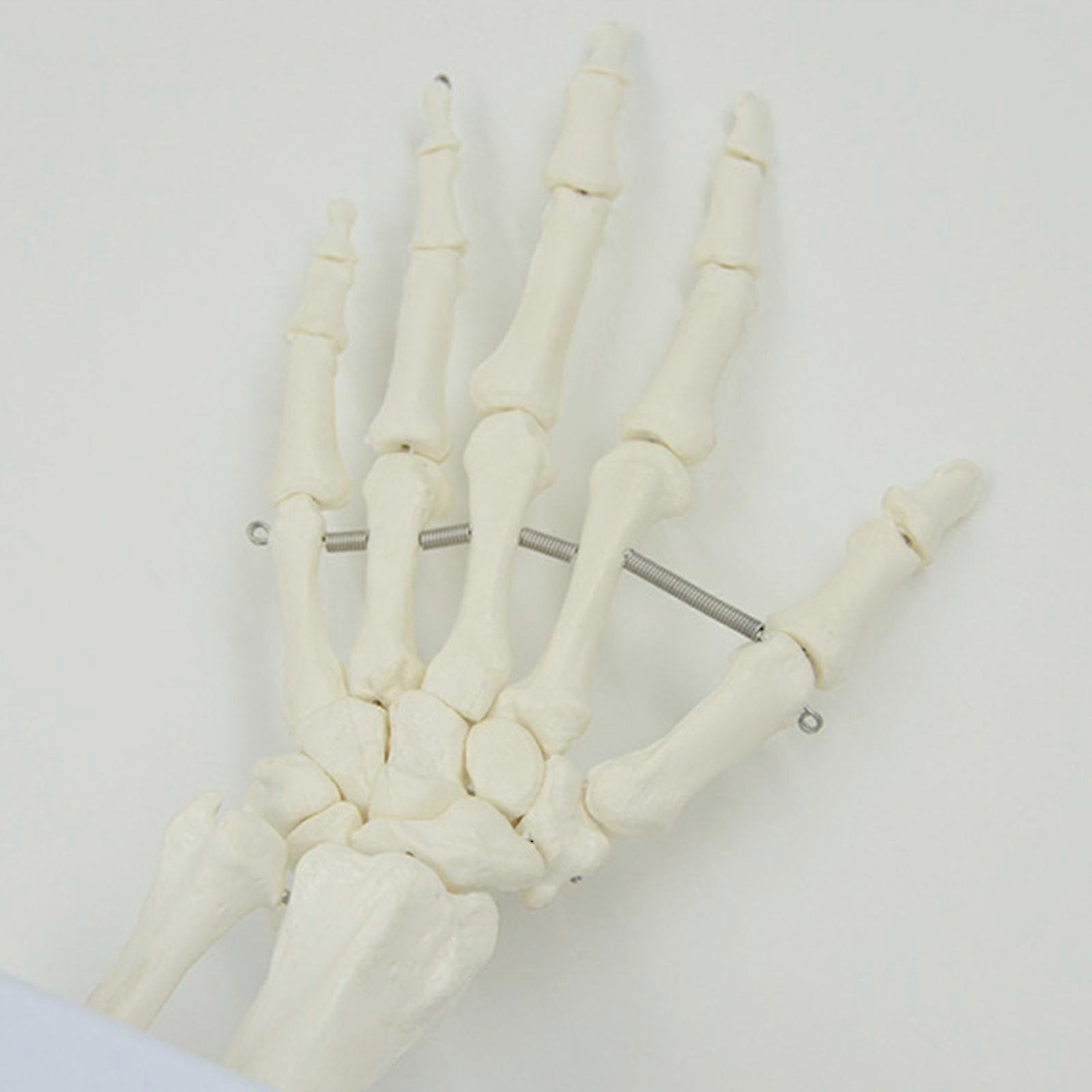Human Hand Bone Flexible Knuckles Fingers For Anatomy Study Medical ...
