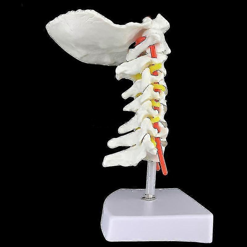 Human Anatomy Model Cervical Spine Model 18 X 13 X 8cm | Fruugo UK