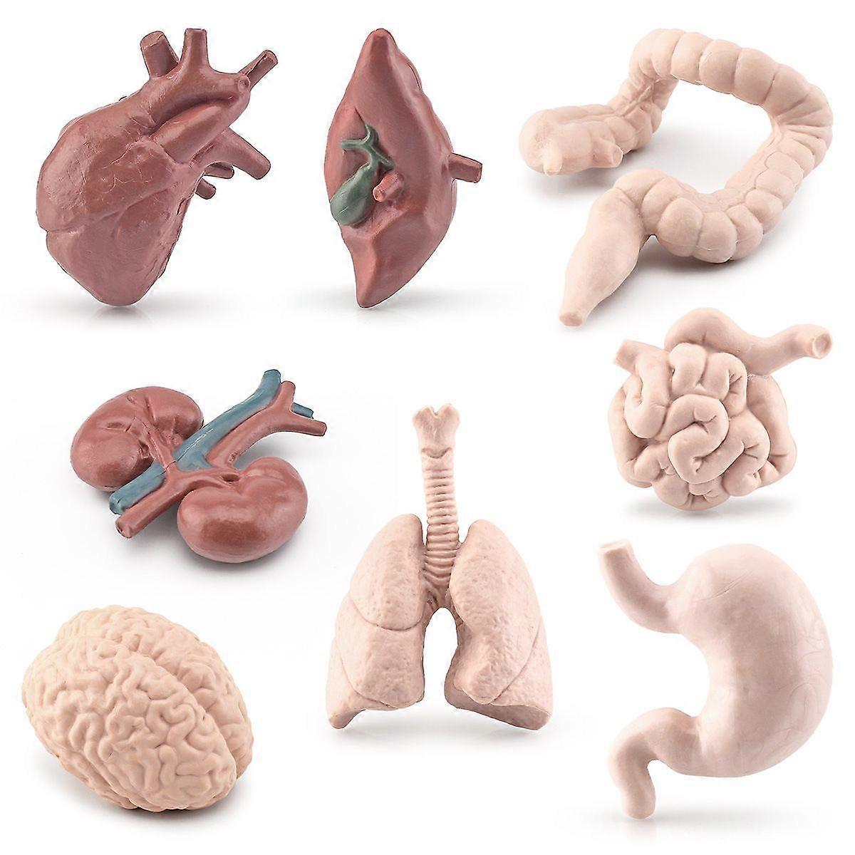 BL-1158 human organs 138g# Simulating science and education human organ ...