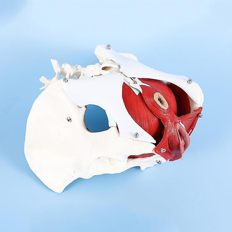 Human Body Model Female Pelvic Lumbar Pelvic Floor Muscle Model Two ...