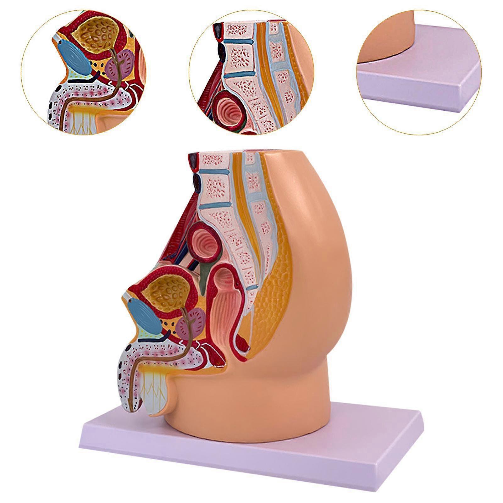 Pelvis Reproductive Anatomy Model Urinary Reproductive System Detailed ...