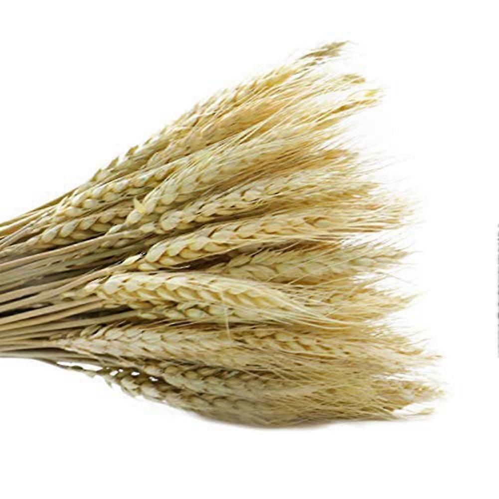 100pcs Natural Dried Wheat/reed Bunch Flower Wedding Home Bouquet Decor ...