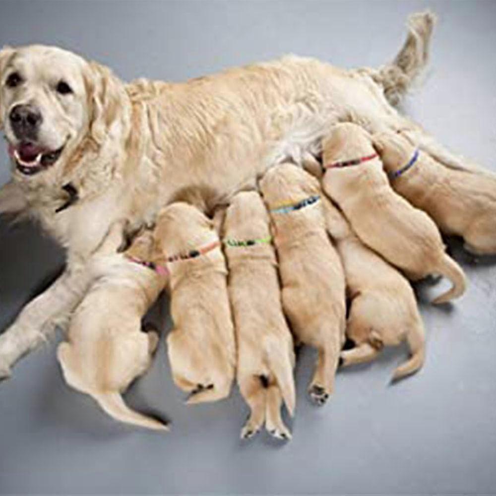 12pcs Puppy Collars For Litter With Id Tags Puppy Id Collars Whelping ...