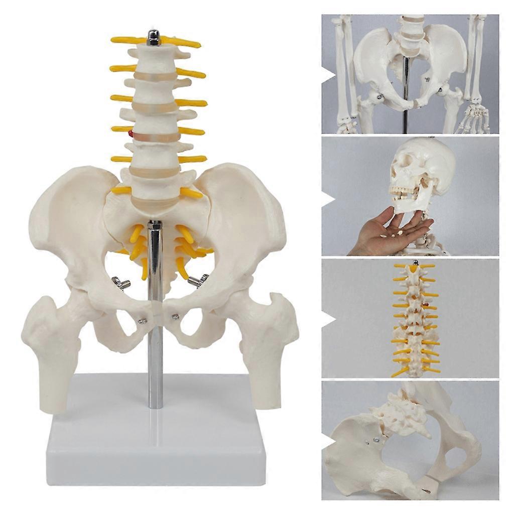 Human Cervical Vertebra Carotid Artery Flexible Spine Model Human ...