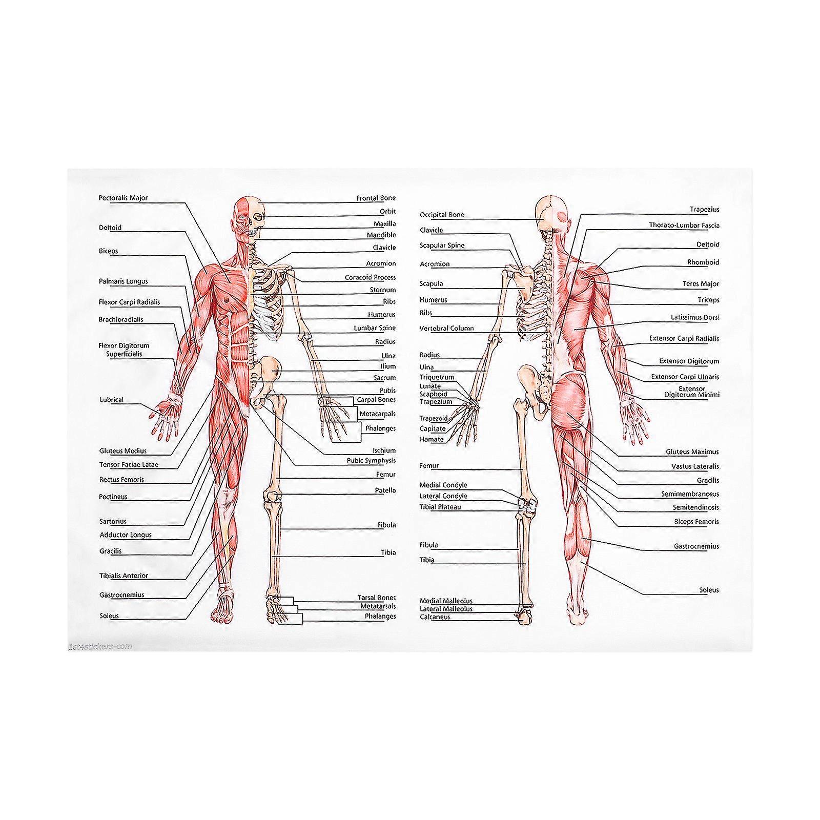 Canvas Sets Anatomical Wall Charts Muscular System Poster Anatomical ...