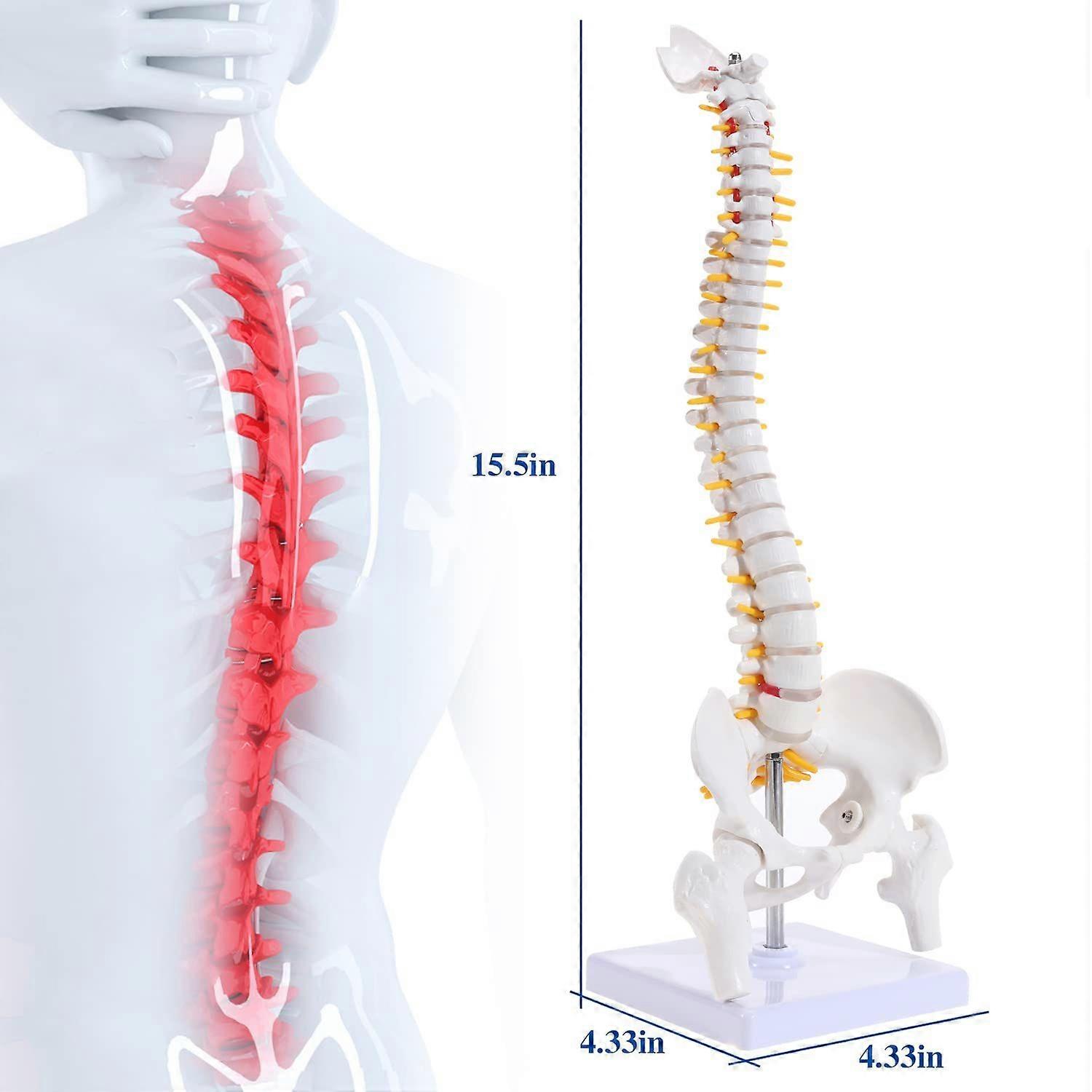 Spine Anatomy Model, Medical Human Spine Model with Explanation ...