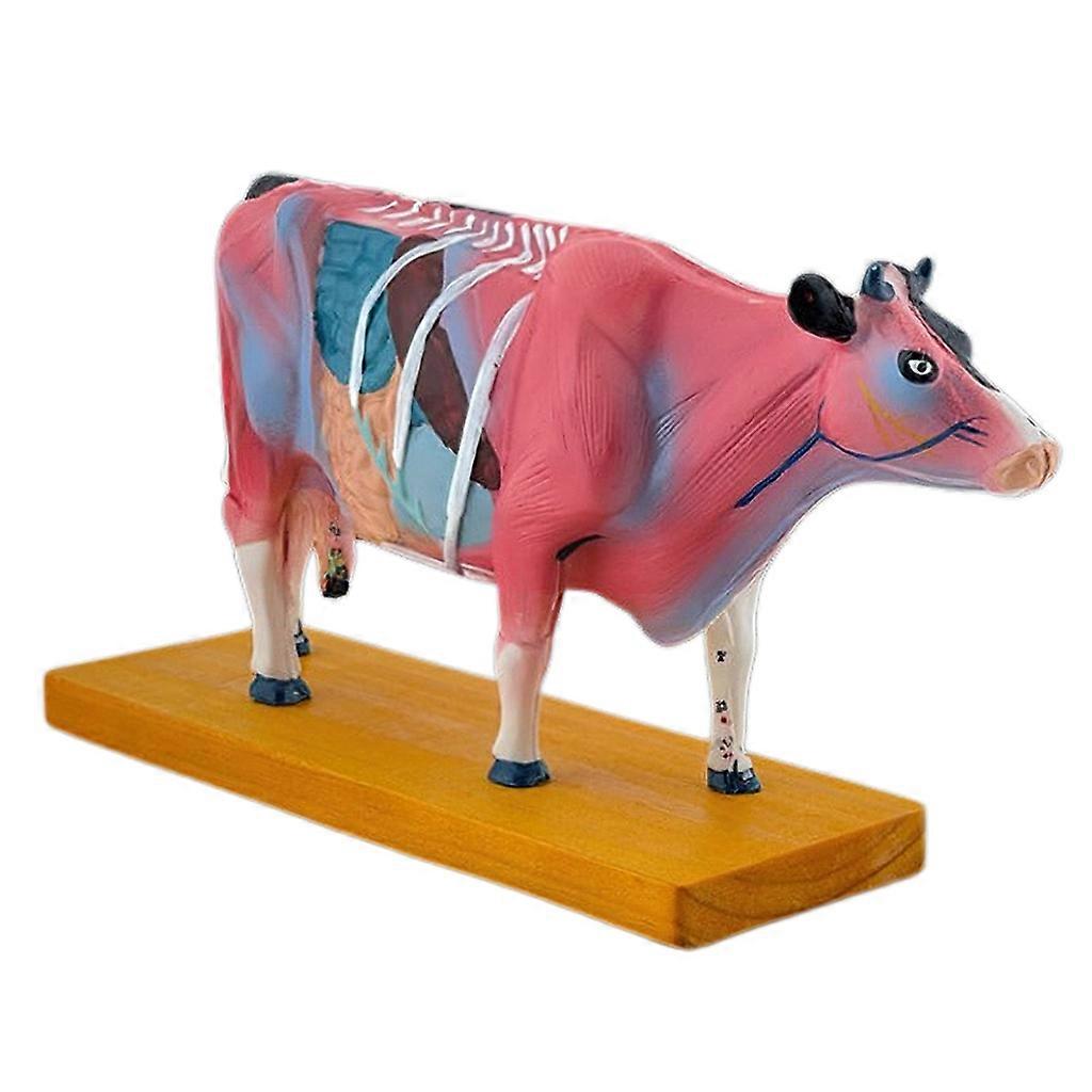 Cattle Anatomy Model Animal Anatomical Model for Veterinary Learning ...
