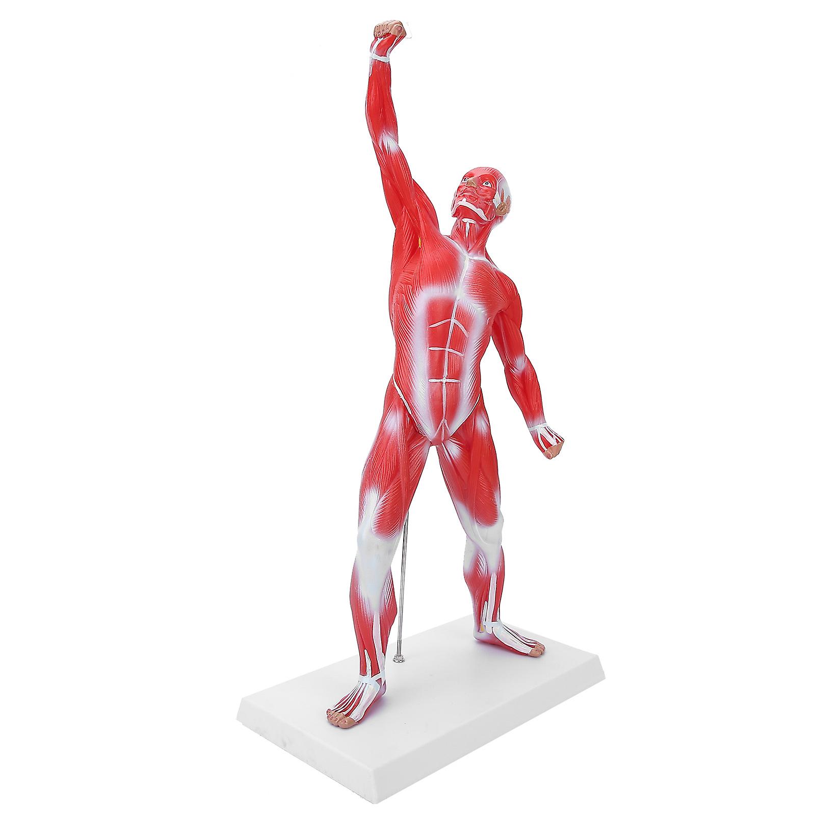 50cm Muscular System Model Human Muscles Model Displaying Body Muscle ...